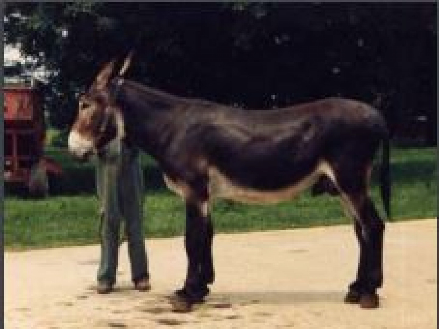 Notable Jacks | American Mammoth Jackstock Association